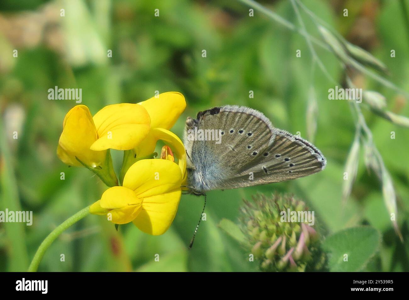 Mazarine Blue (Cyaniris semiargus) Insecta Stock Photo - Alamy