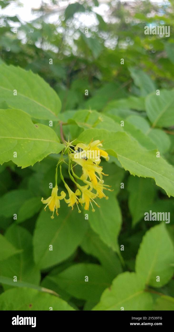 northern bush honeysuckle (Diervilla lonicera) Plantae Stock Photo - Alamy