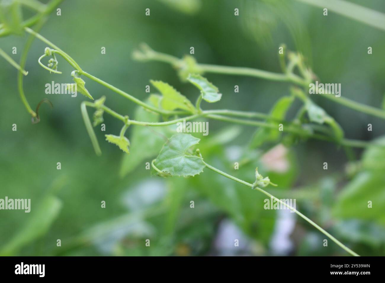 creeping cucumber (Melothria pendula) Plantae Stock Photo - Alamy