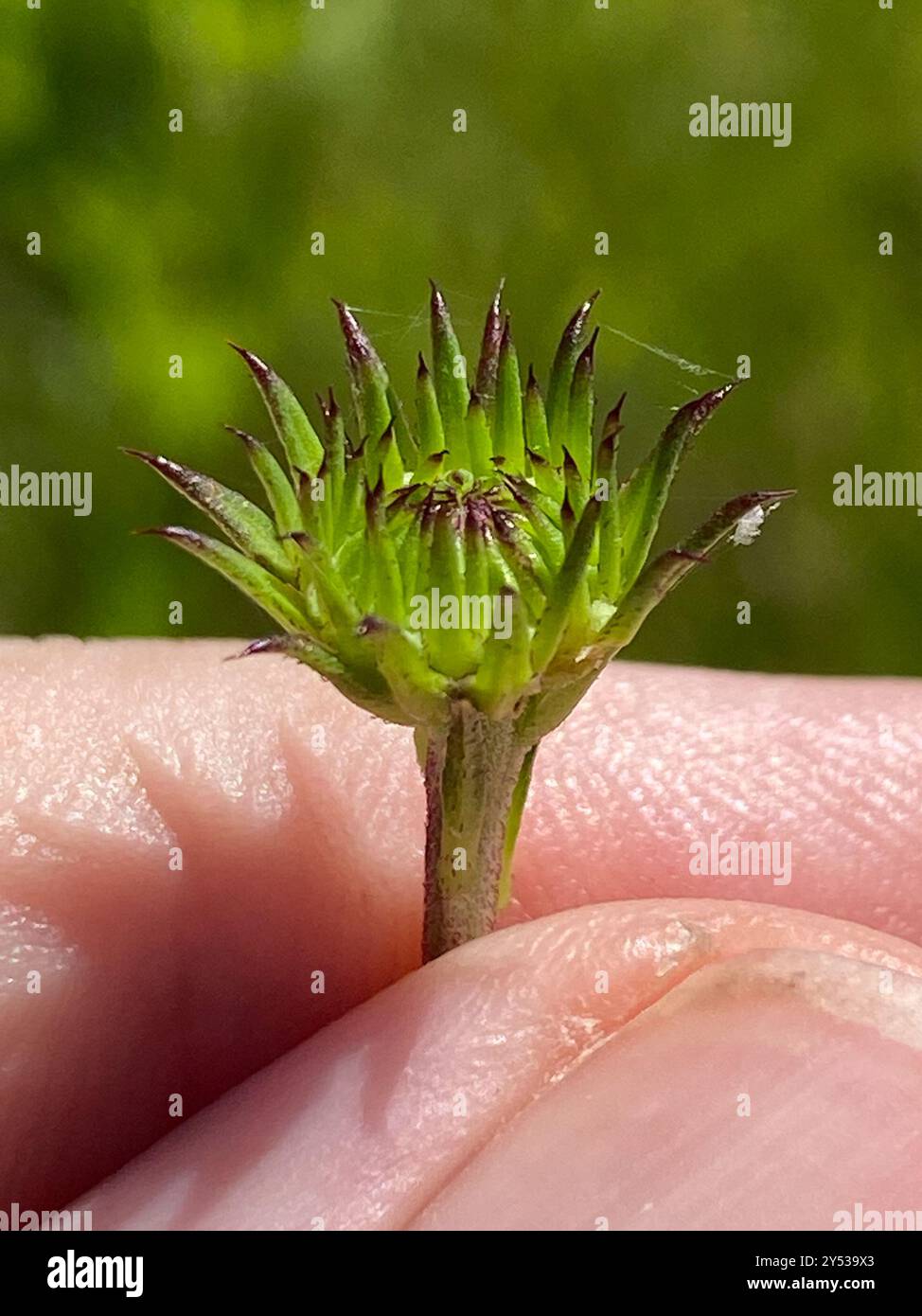 (Marshallia graminifolia graminifolia) Plantae Stock Photo - Alamy