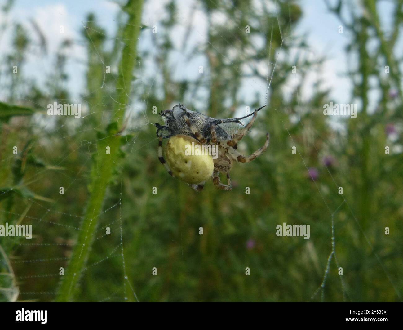 Four-spot Orbweaver (Araneus quadratus) Arachnida Stock Photo - Alamy