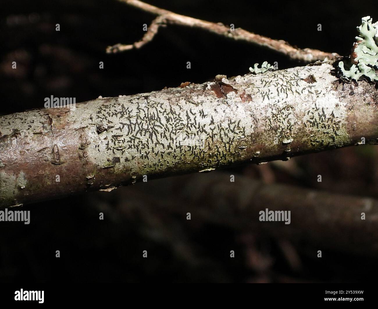 Common Script Lichen (Graphis scripta) Fungi Stock Photo - Alamy