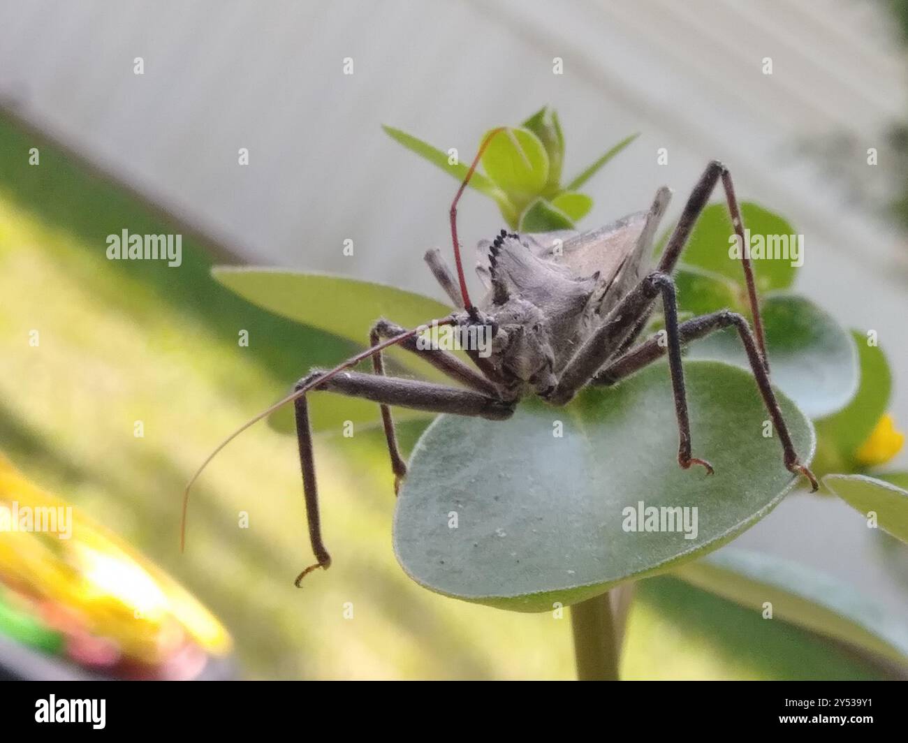 North American Wheel Bug (Arilus cristatus) Insecta Stock Photo - Alamy