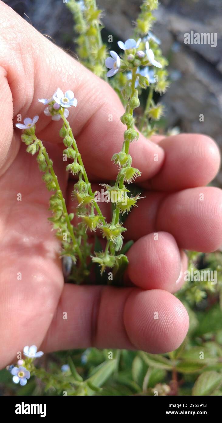 Flatspine Stickseed (Lappula occidentalis) Plantae Stock Photo - Alamy