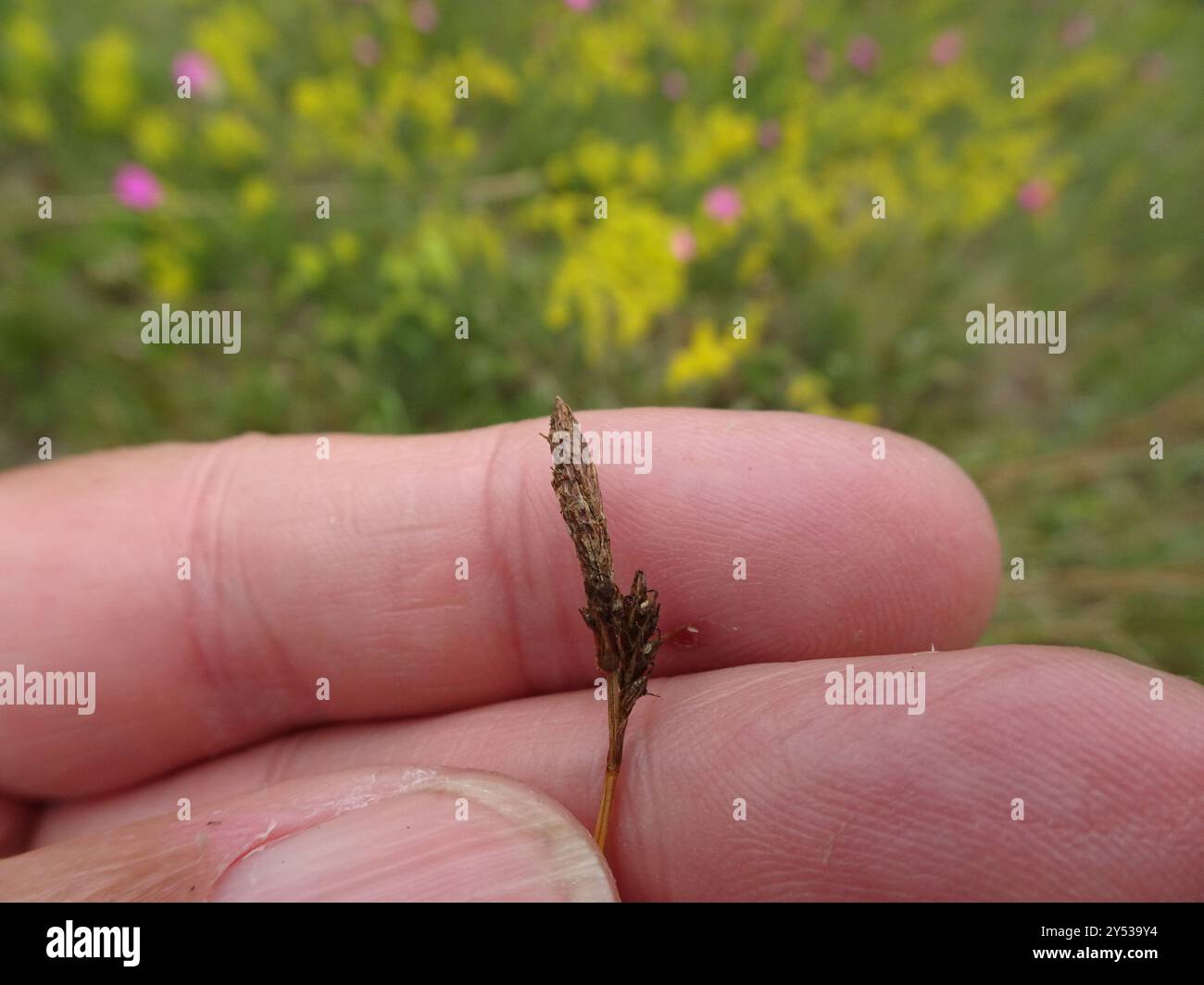 spring sedge (Carex caryophyllea) Plantae Stock Photo - Alamy