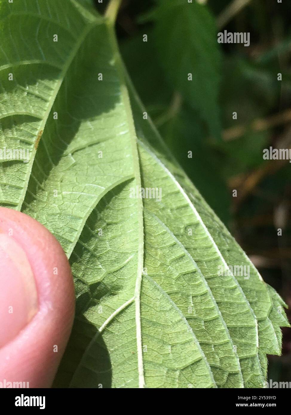 false nettle (Boehmeria cylindrica) Plantae Stock Photo - Alamy
