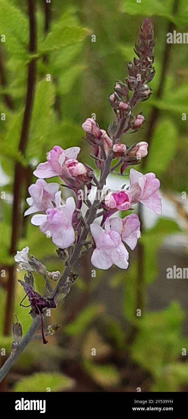 Purple Toadflax (Linaria purpurea) Plantae Stock Photo - Alamy