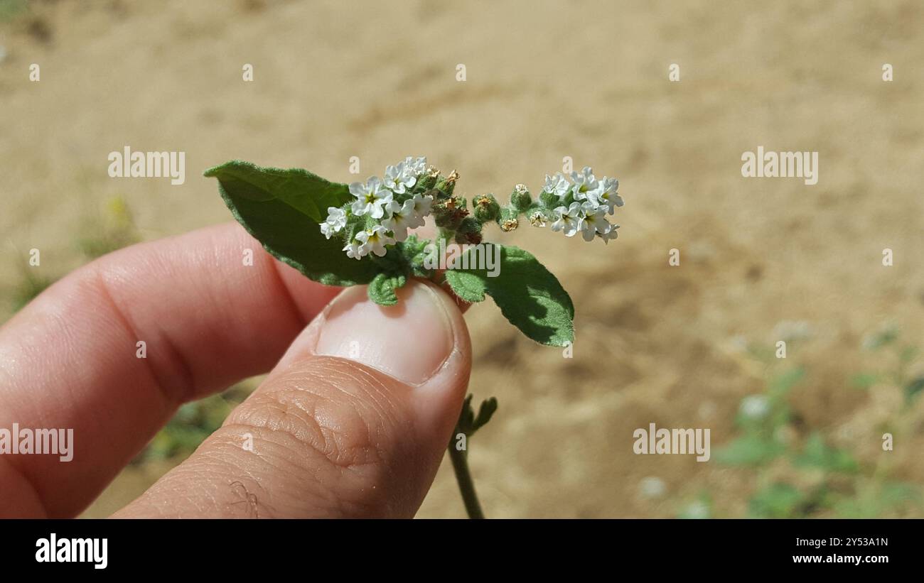 European heliotrope (Heliotropium europaeum) Plantae Stock Photo - Alamy