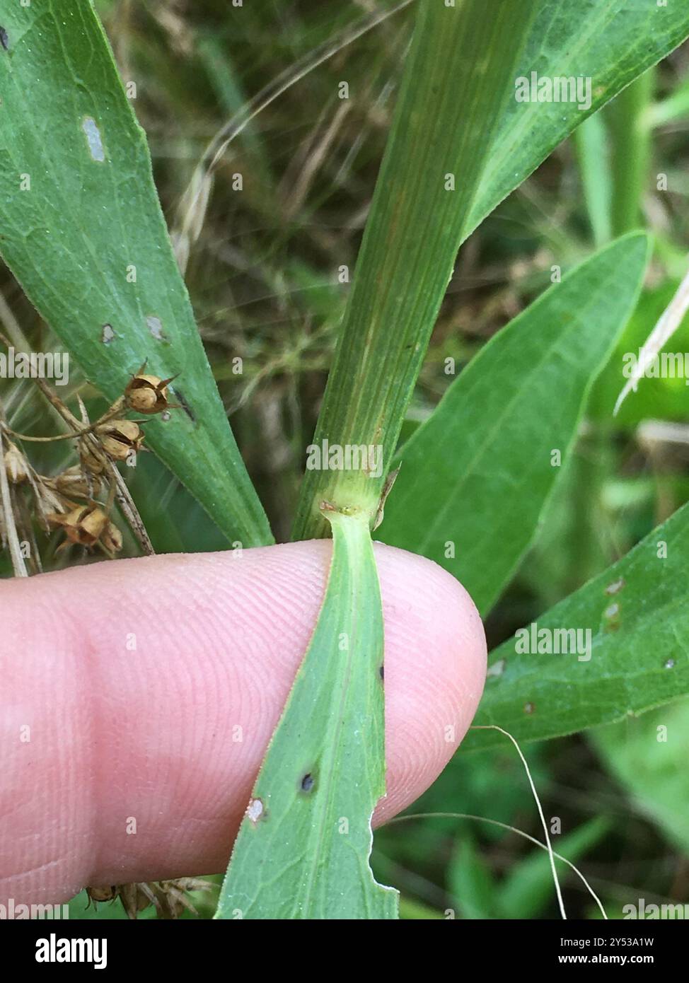 Smallhead Doll's Daisy (Boltonia diffusa) Plantae Stock Photo - Alamy