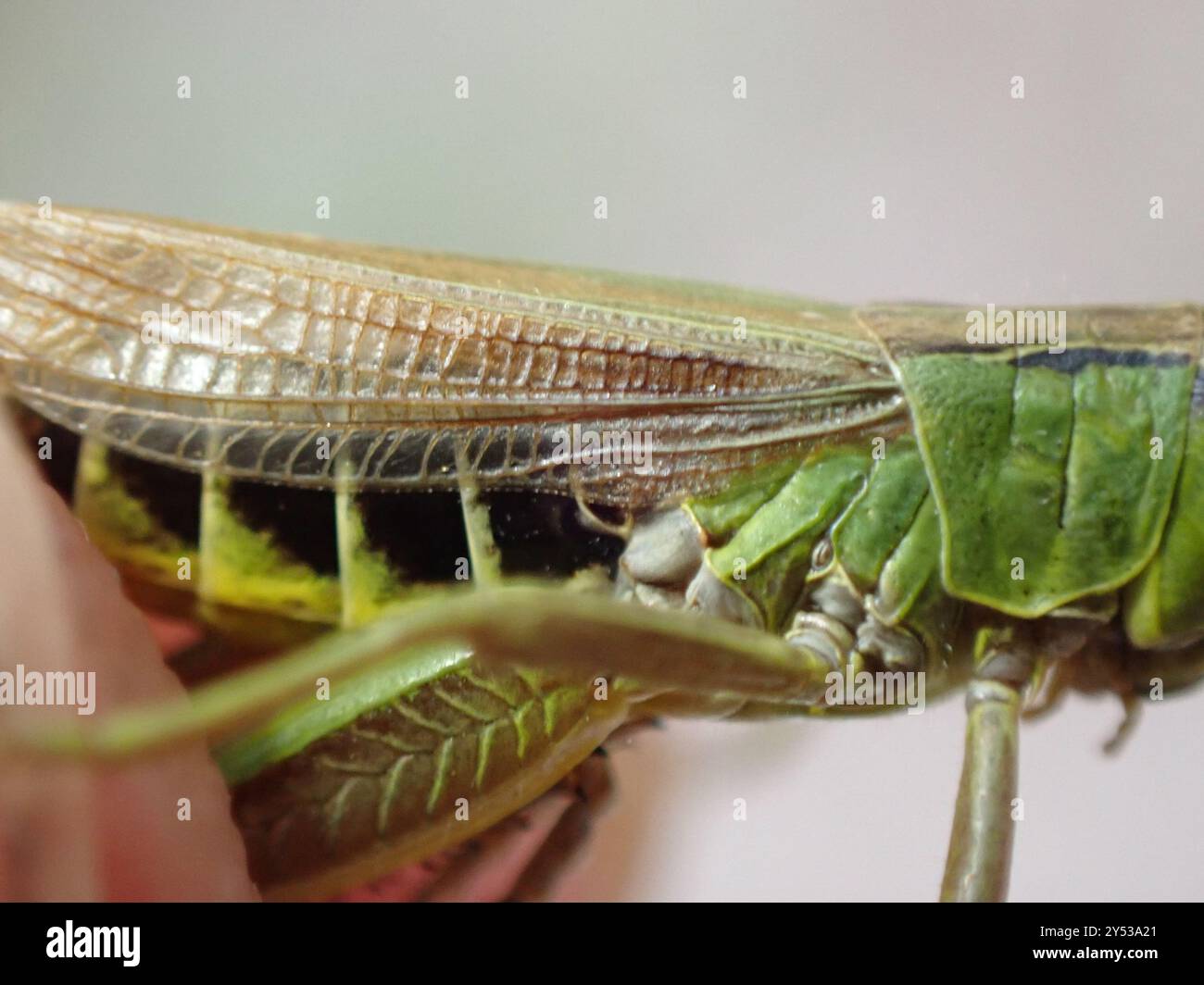 Meadow Grasshopper (Pseudochorthippus parallelus) Insecta Stock Photo ...