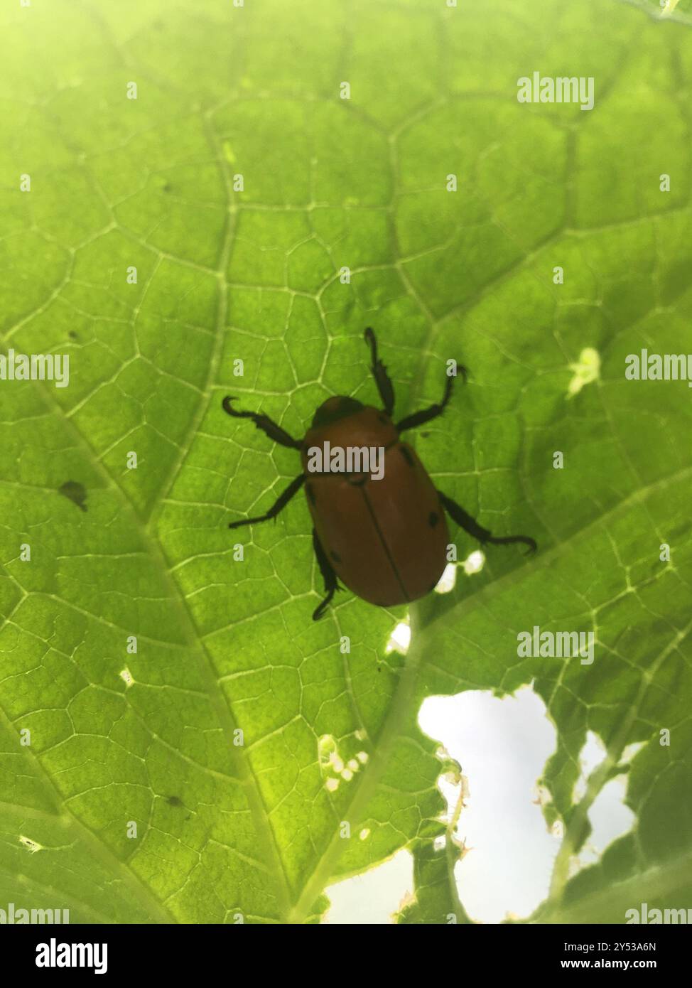 Grapevine Beetle (Pelidnota punctata) Insecta Stock Photo - Alamy