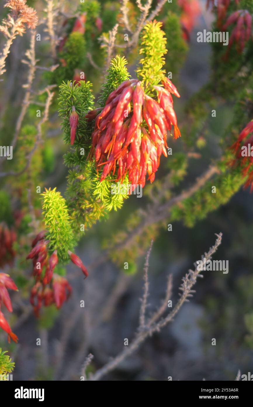Red Hanging Heath (Erica coccinea coccinea) Plantae Stock Photo - Alamy