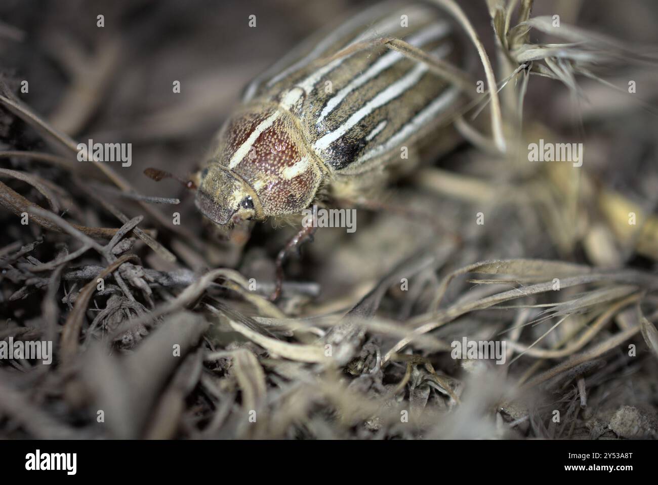 Long-haired June Beetle (Polyphylla crinita) Insecta Stock Photo - Alamy