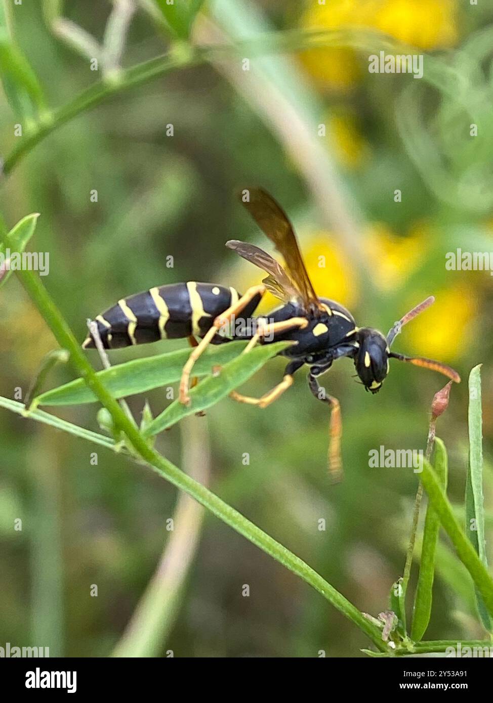 (Polistes nimpha) Insecta Stock Photo - Alamy