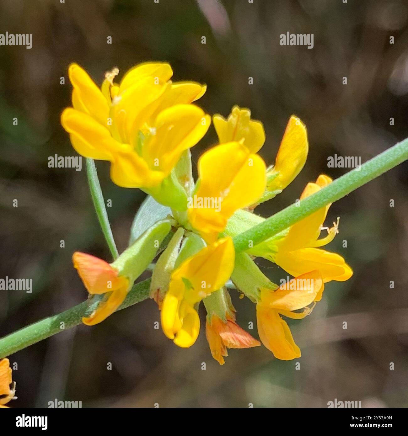island broom (Acmispon dendroideus) Plantae Stock Photo - Alamy