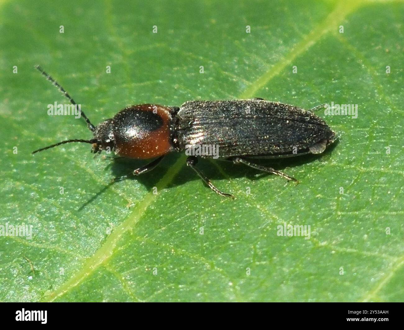 Discicollis hi-res stock photography and images - Alamy