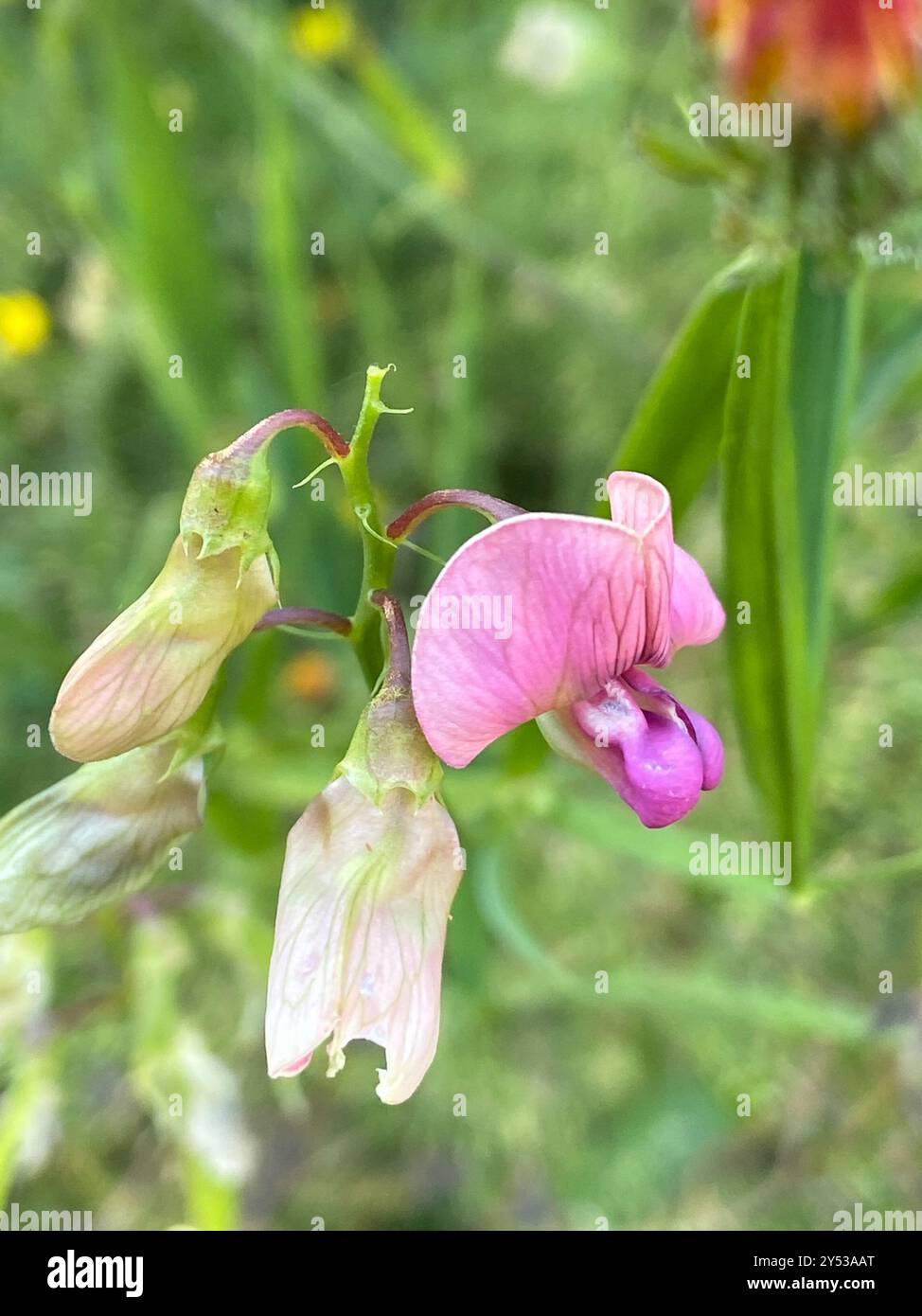Narrow-leaved Everlasting-pea (Lathyrus sylvestris) Plantae Stock Photo ...