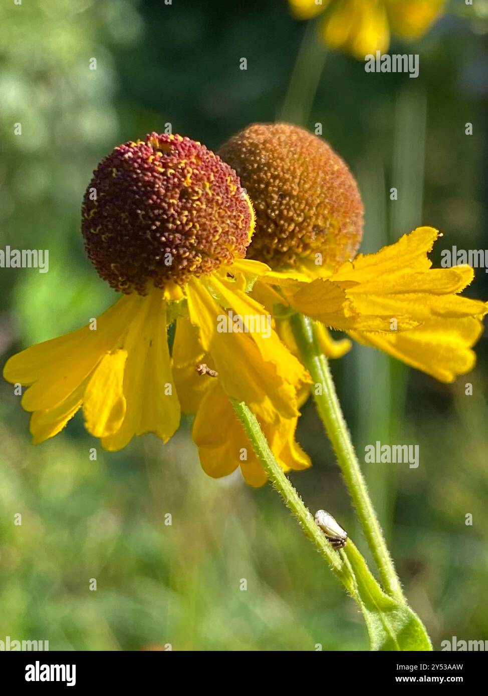 Southern Sneezeweed (Helenium flexuosum) Plantae Stock Photo - Alamy