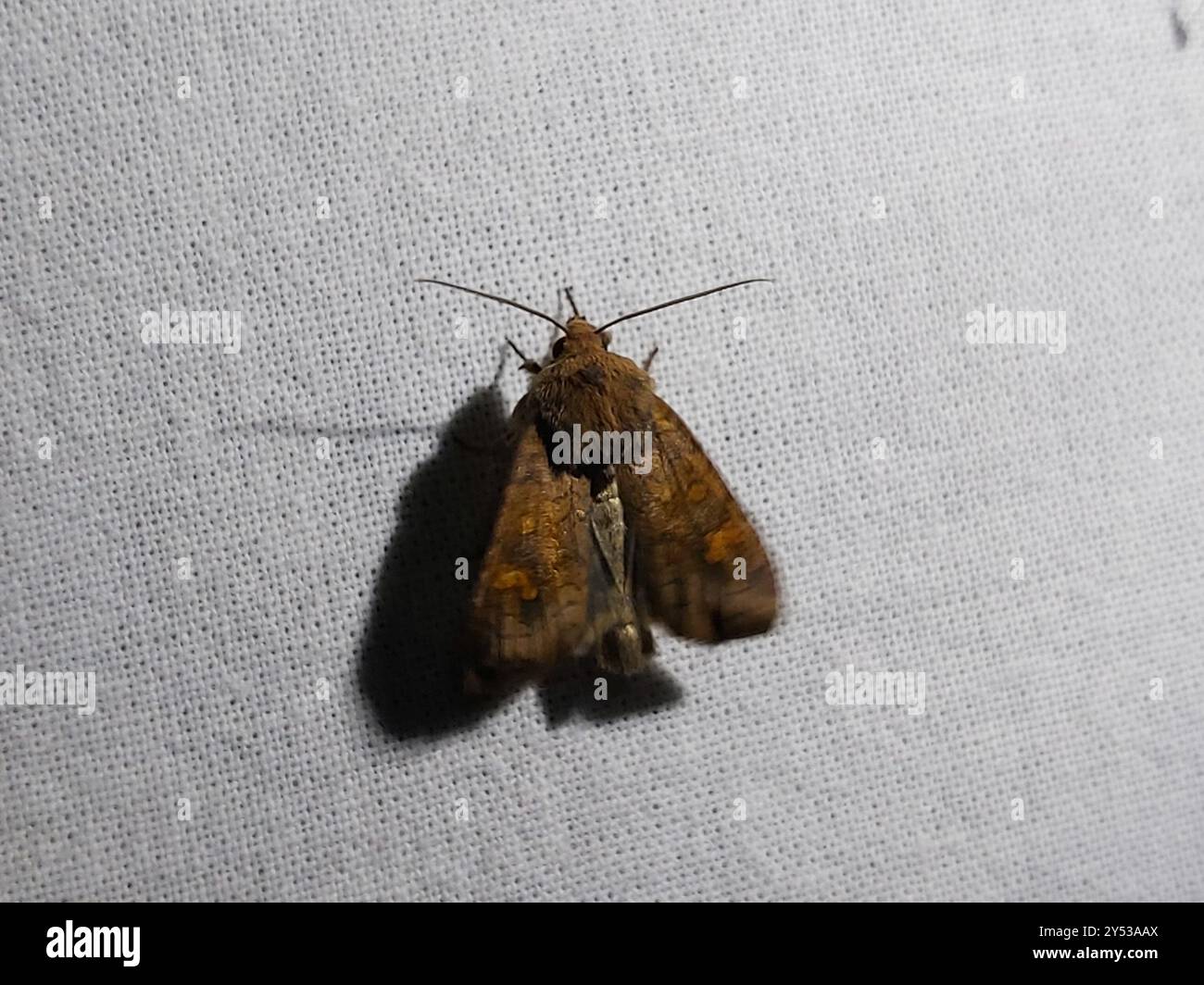 Ear Moths (Amphipoea) Insecta Stock Photo - Alamy