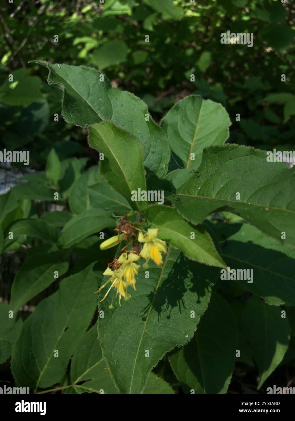 northern bush honeysuckle (Diervilla lonicera) Plantae Stock Photo - Alamy