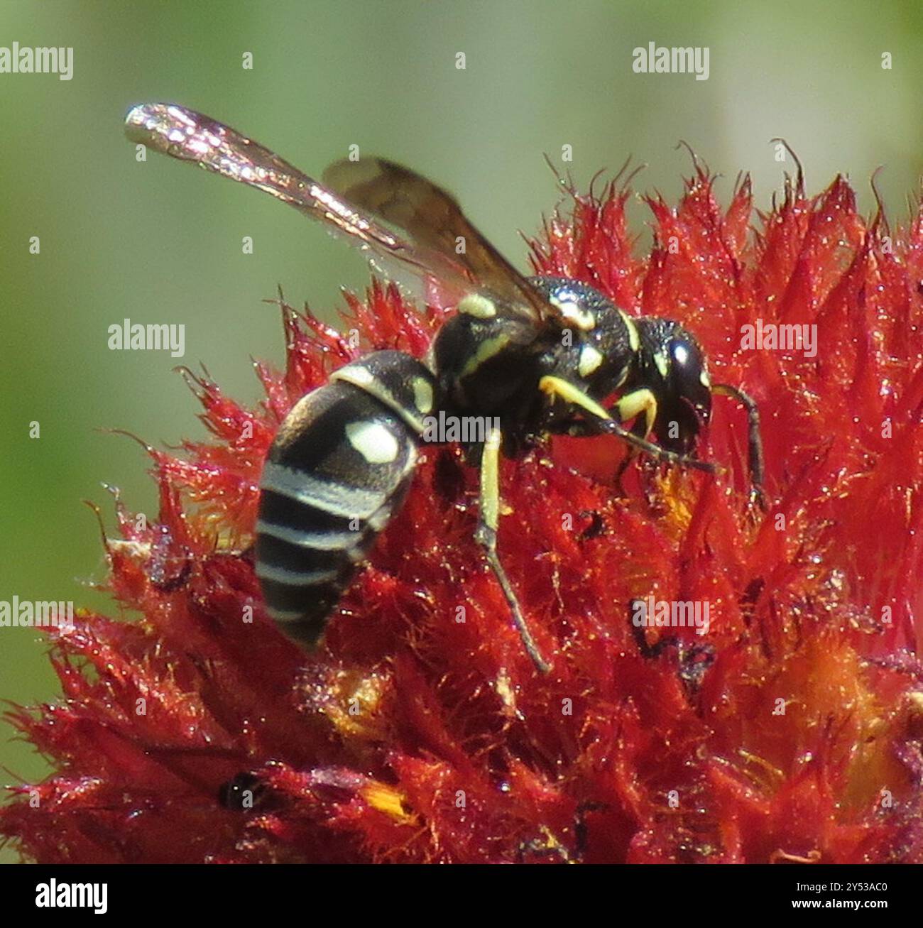 (Stenodynerus anormis) Insecta Stock Photo - Alamy