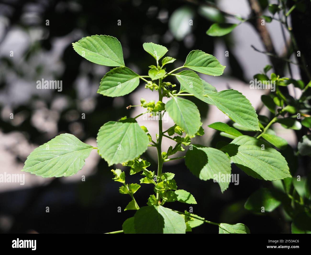 Indian Acalypha (Acalypha indica) Plantae Stock Photo - Alamy
