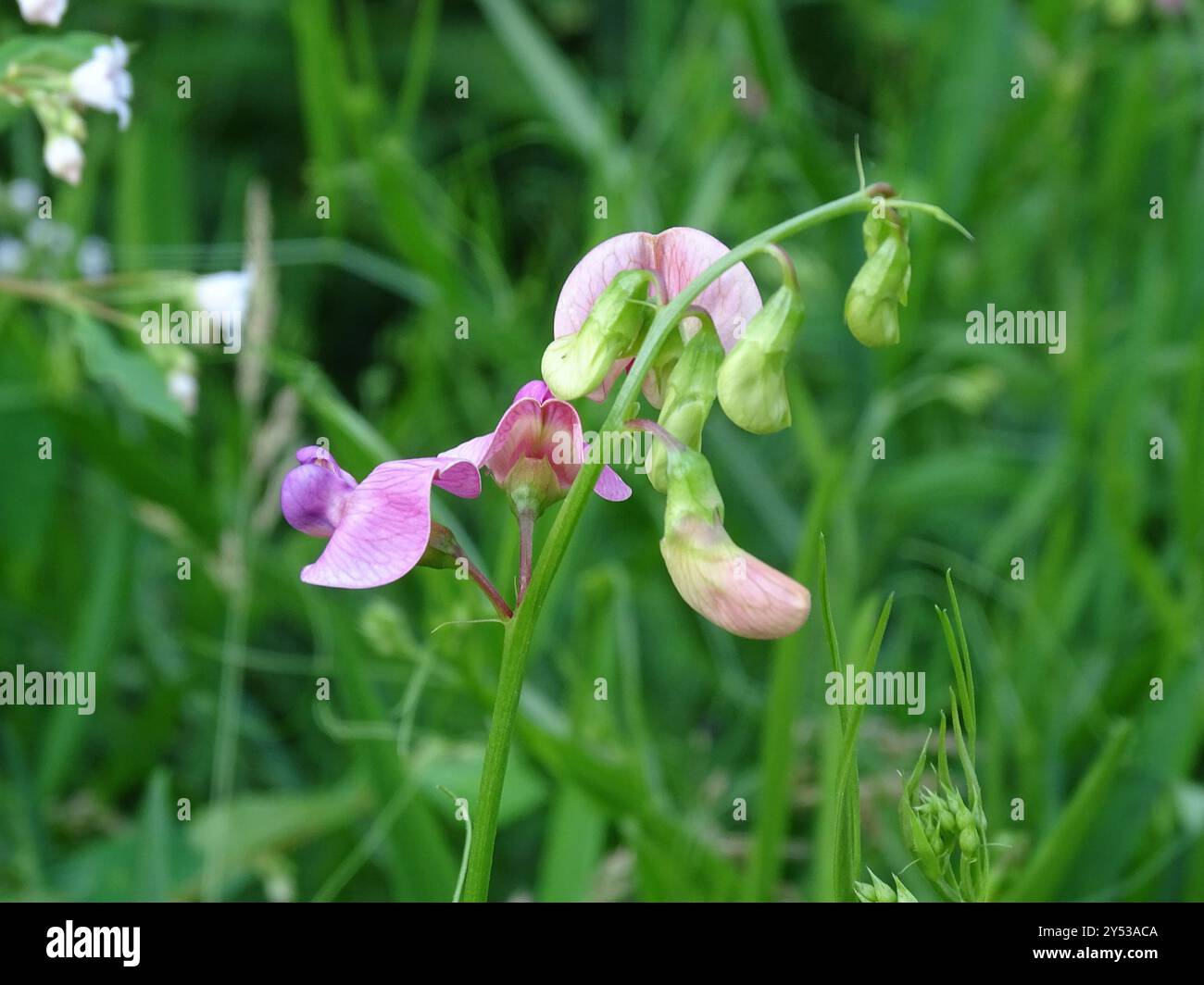 Narrow-leaved Everlasting-pea (Lathyrus sylvestris) Plantae Stock Photo ...