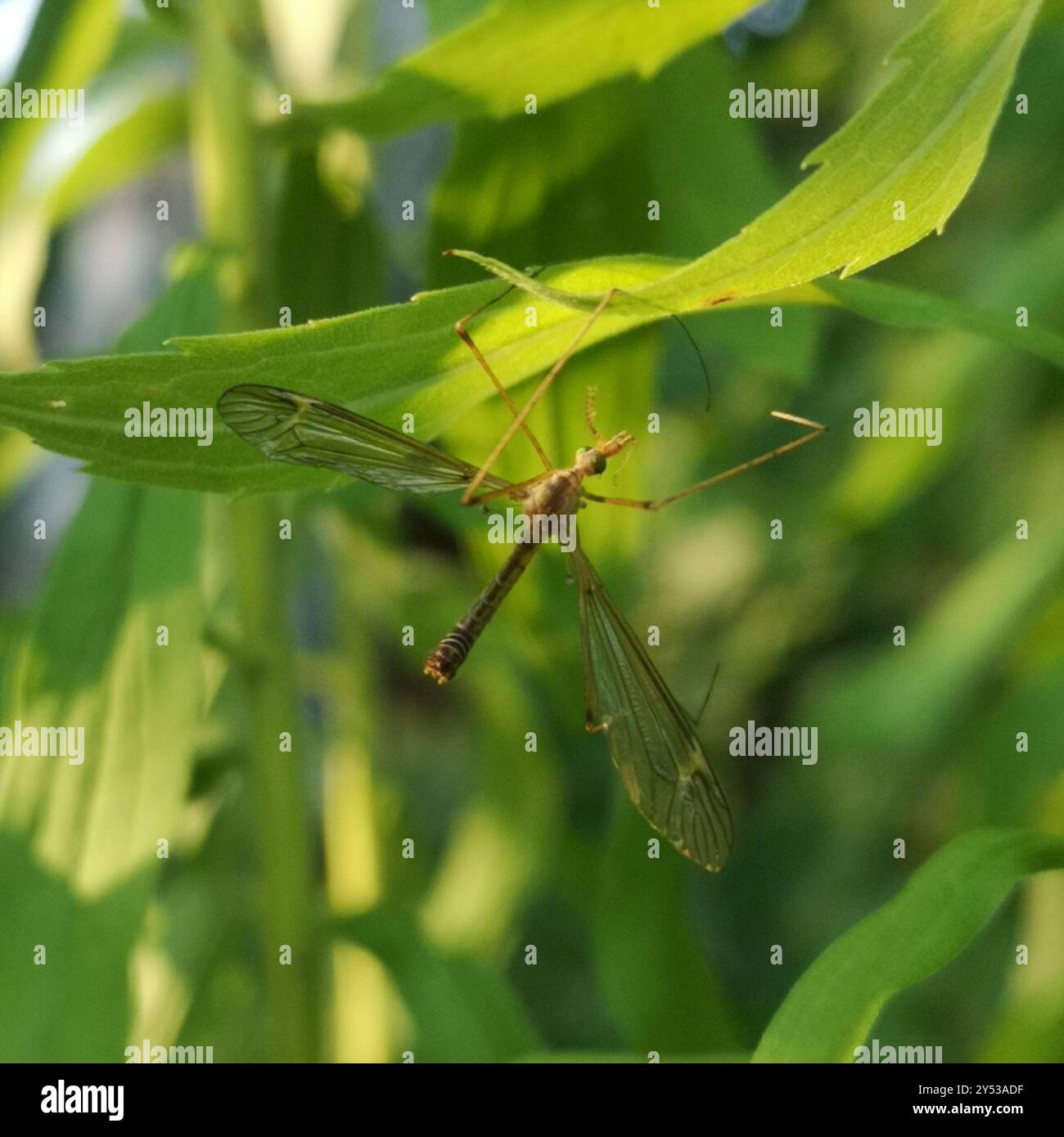 European Crane Fly (Tipula paludosa) Insecta Stock Photo - Alamy