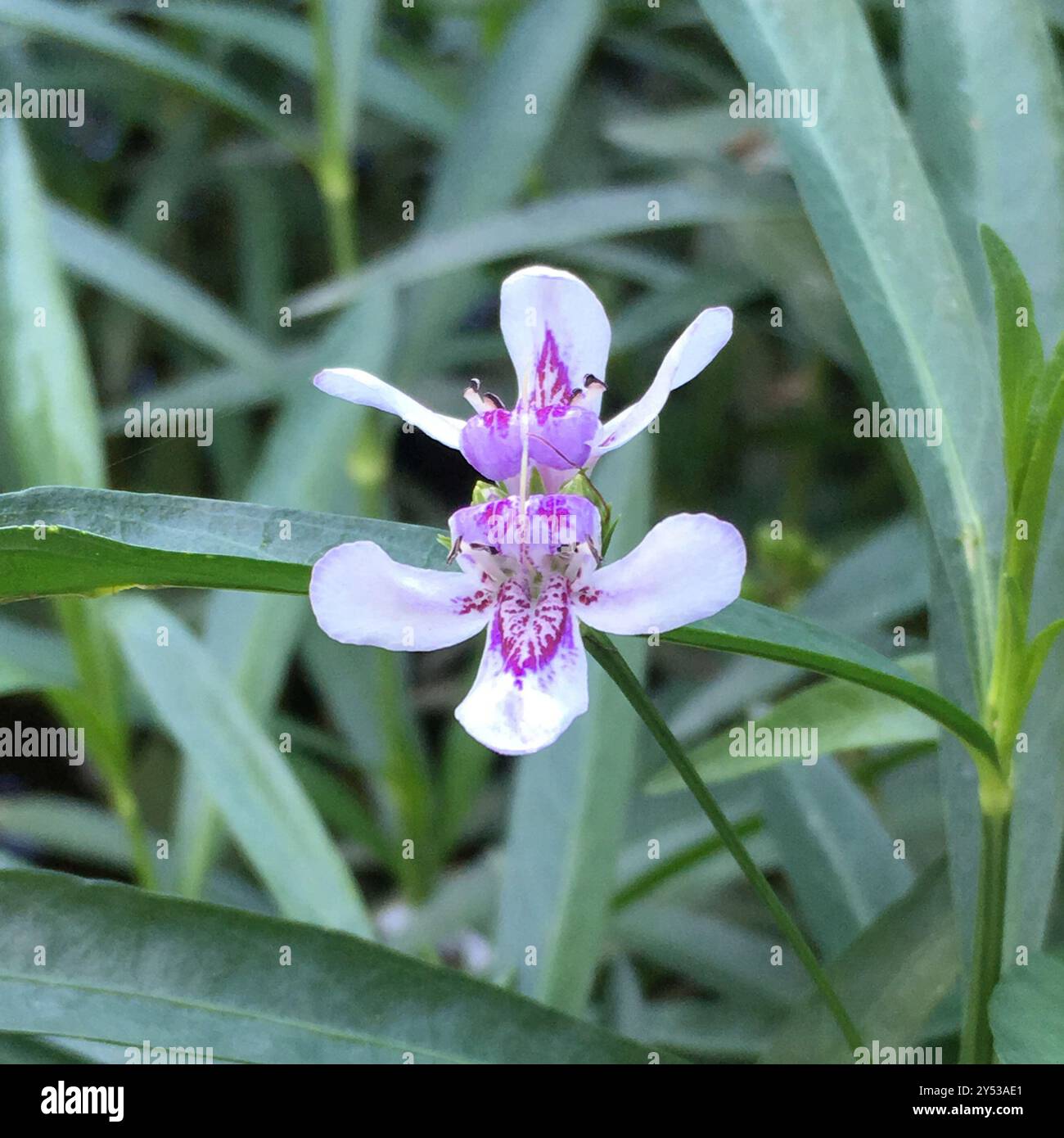 American water-willow (Justicia americana) Plantae Stock Photo - Alamy