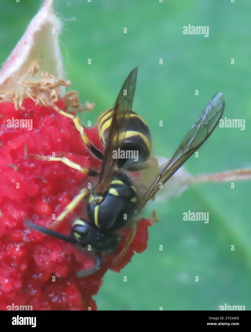 Alaska Yellowjacket (Vespula alascensis) Insecta Stock Photo - Alamy