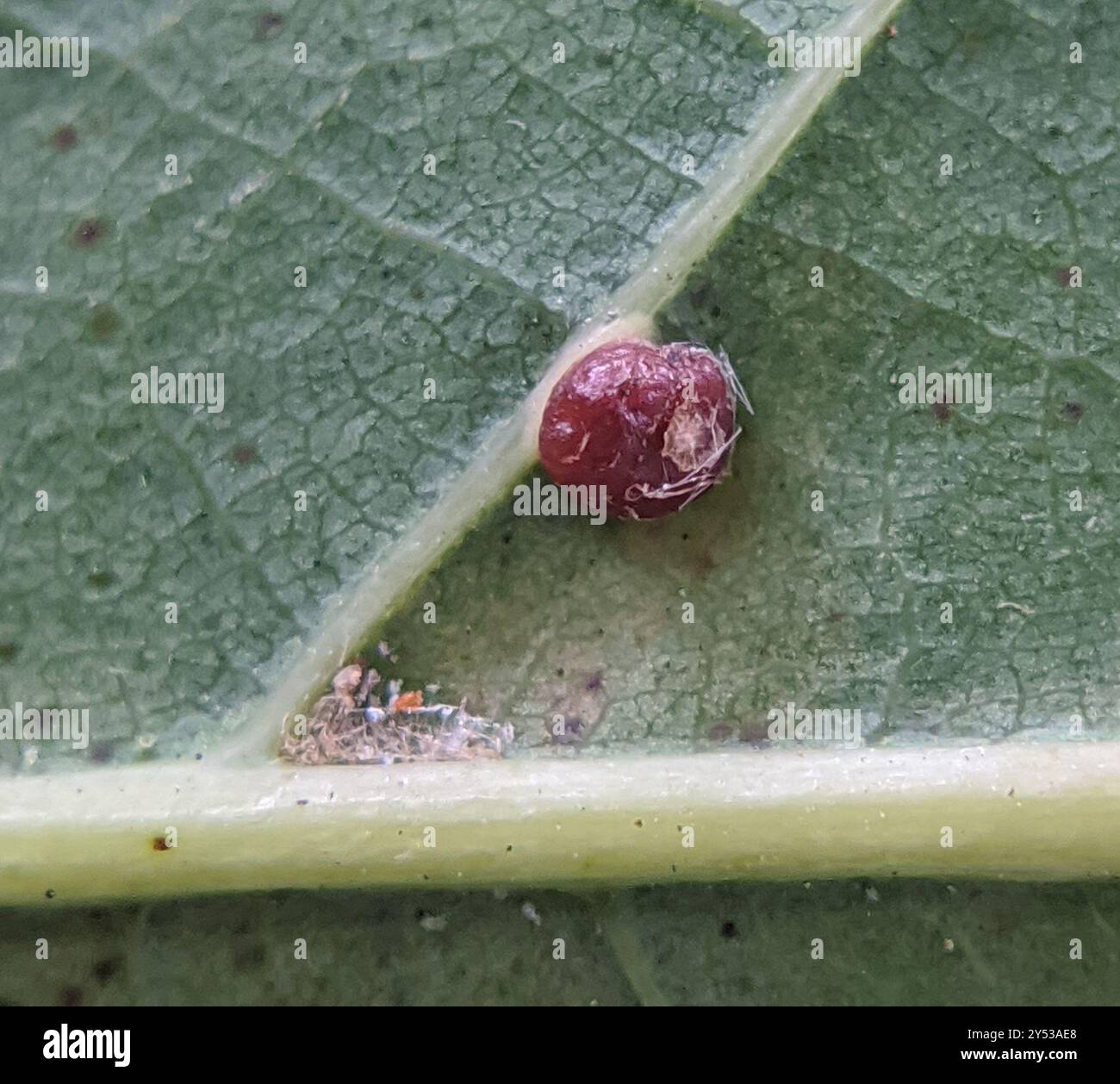 (Polystepha globosa) Insecta Stock Photo - Alamy