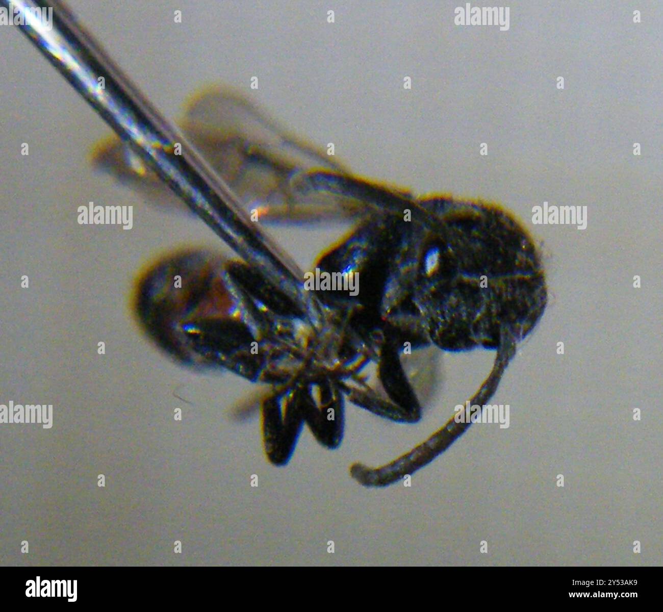 Five-spotted Club-horned Wasp (Sapyga quinquepunctata) Insecta Stock ...