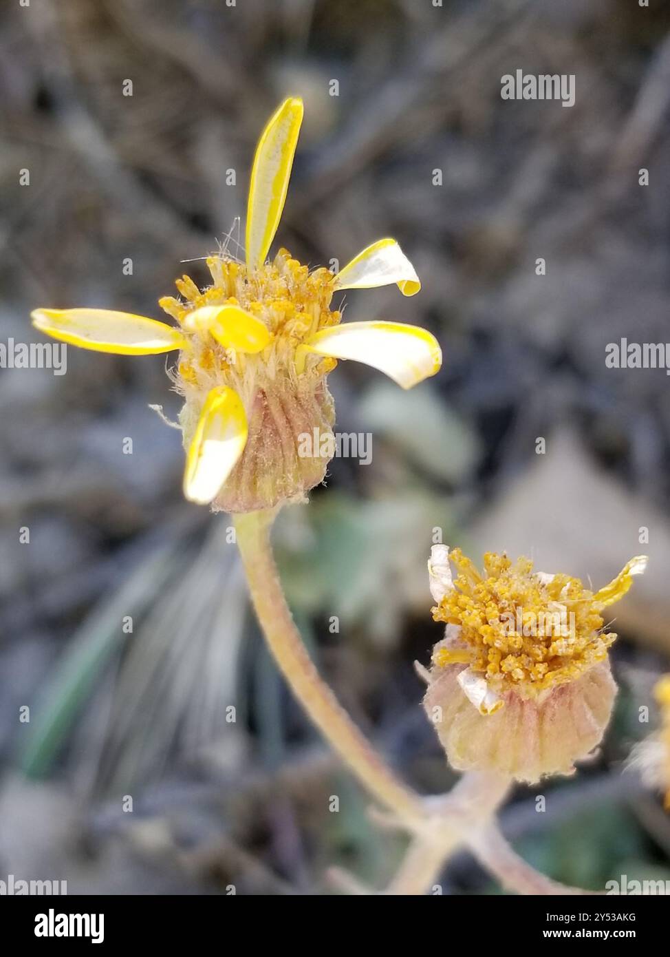 Lobeleaf Groundsel (Packera multilobata) Plantae Stock Photo - Alamy