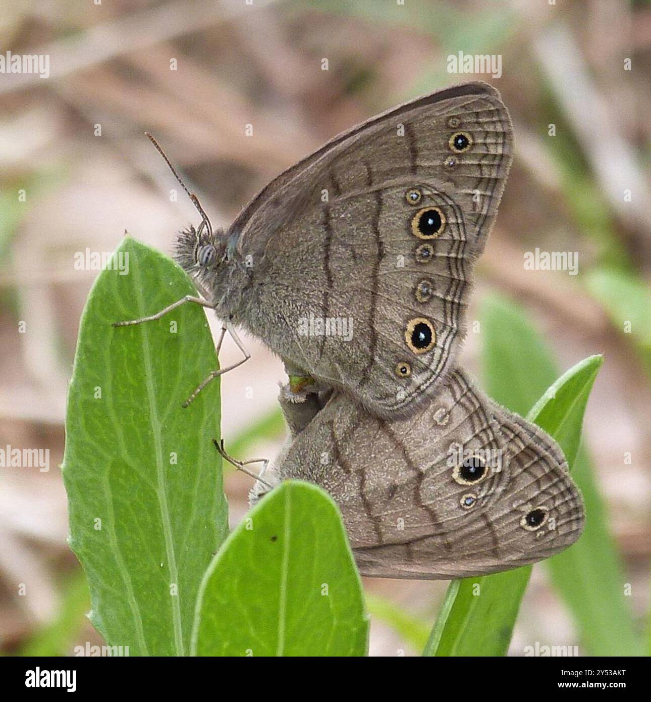 Carolina Satyr (Hermeuptychia sosybius) Insecta Stock Photo - Alamy
