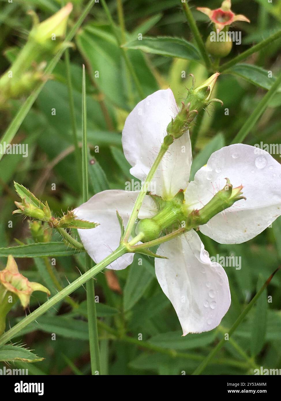 Maryland meadowbeauty (Rhexia mariana) Plantae Stock Photo - Alamy