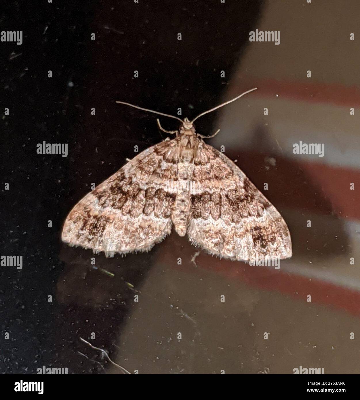 Grand Rivulet Moth (Martania grandis) Insecta Stock Photo - Alamy