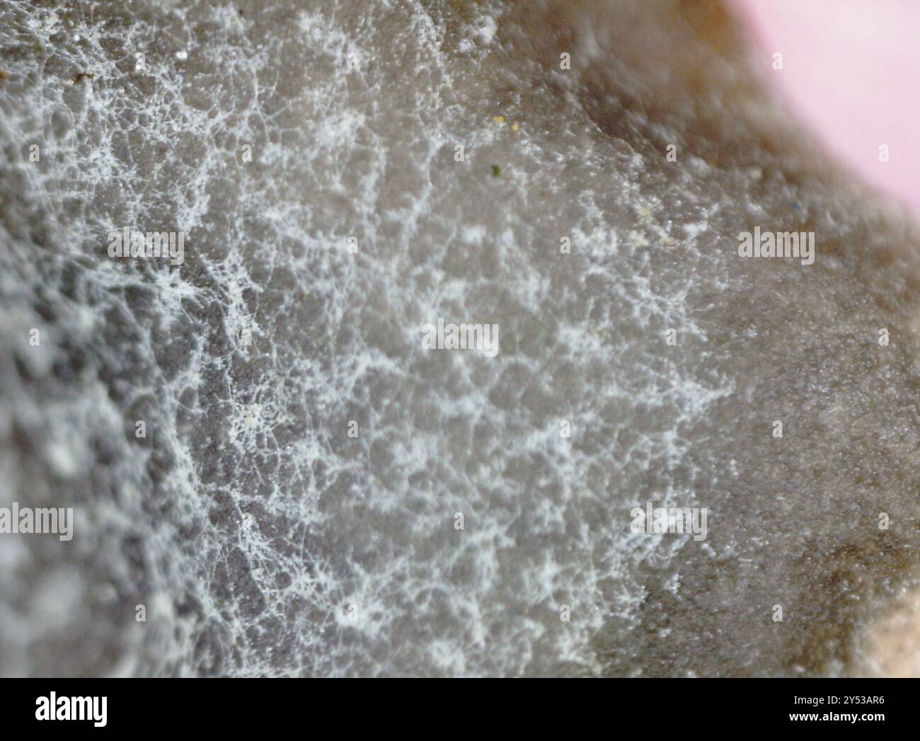 scaly pelt lichen (Peltigera praetextata) Fungi Stock Photo - Alamy