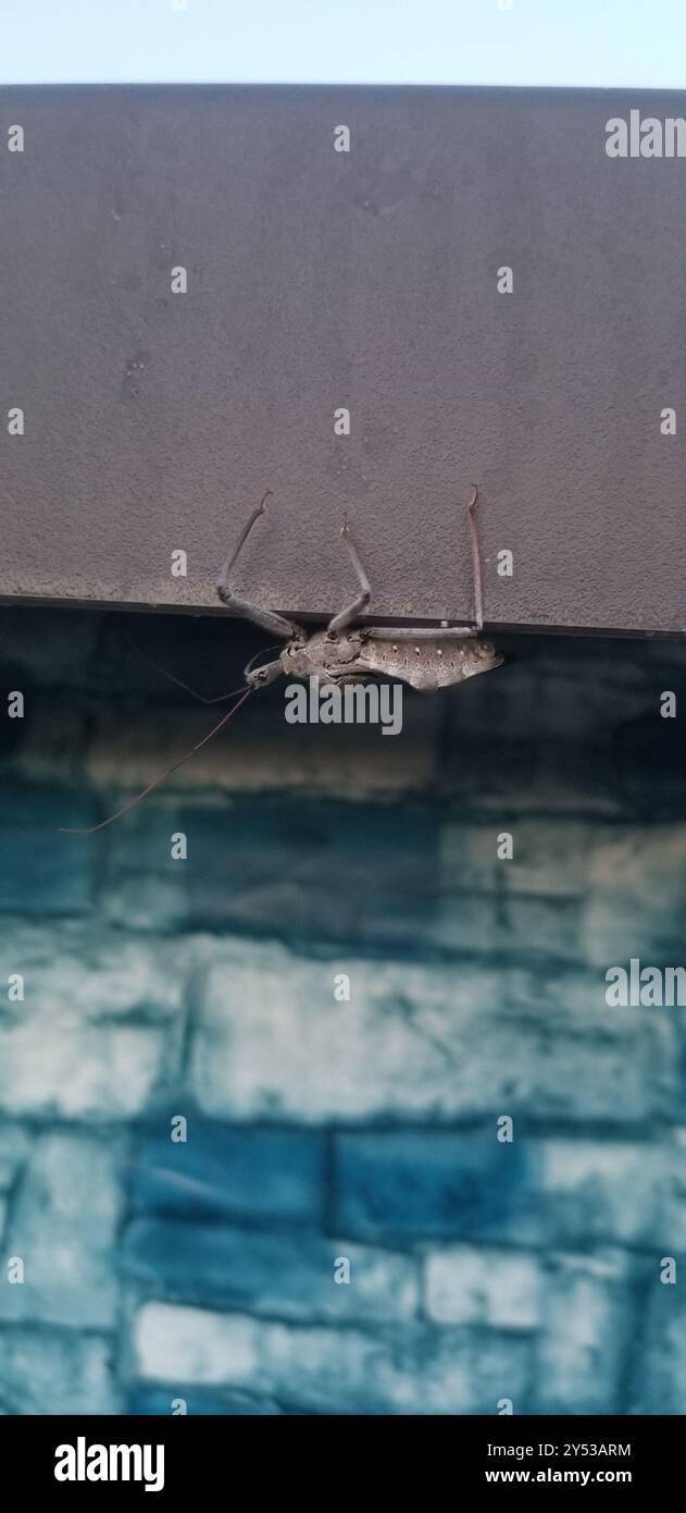 North American Wheel Bug (Arilus cristatus) Insecta Stock Photo - Alamy
