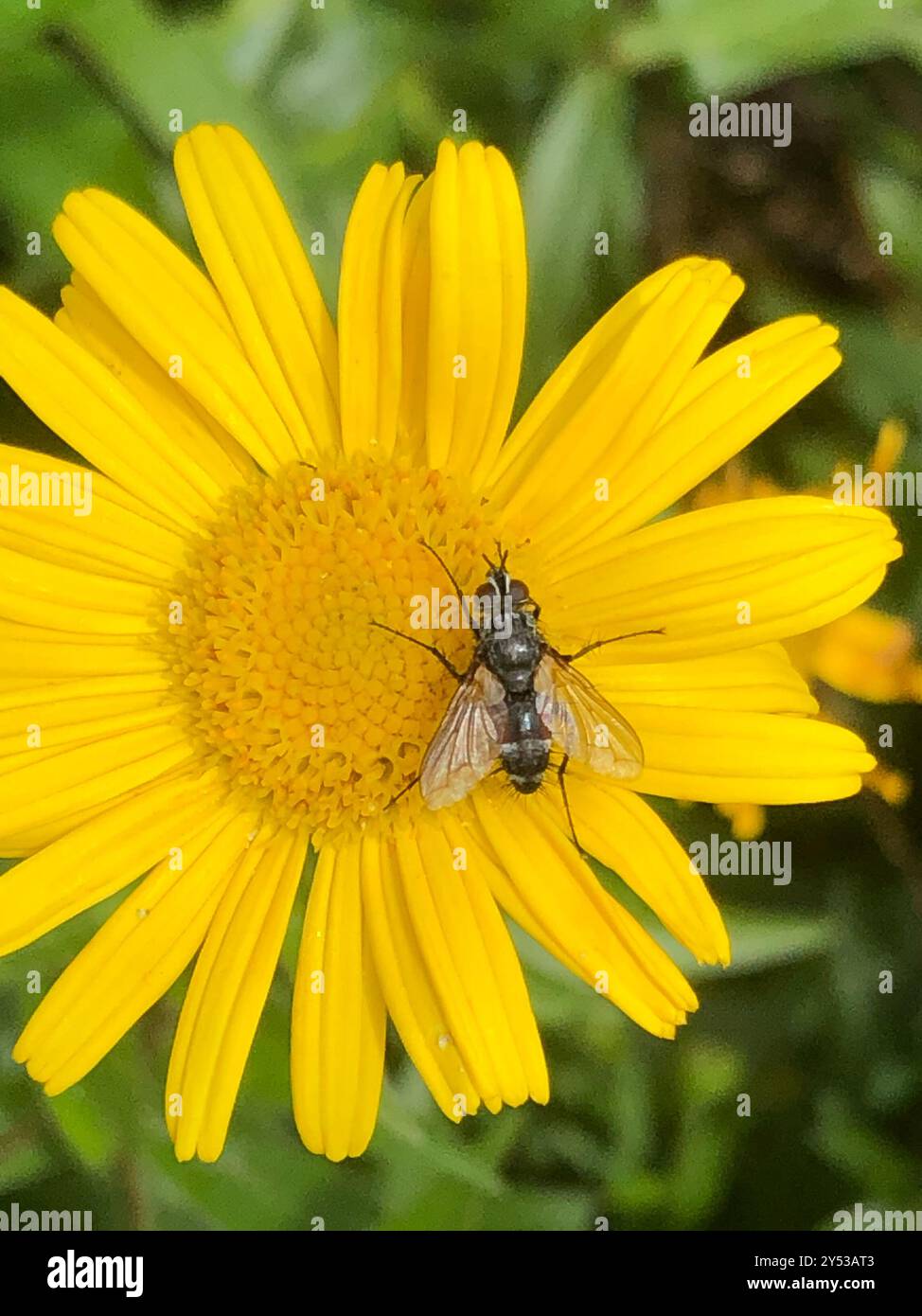Red Spotted Parasite Fly (Eriothrix rufomaculata) Insecta Stock Photo ...