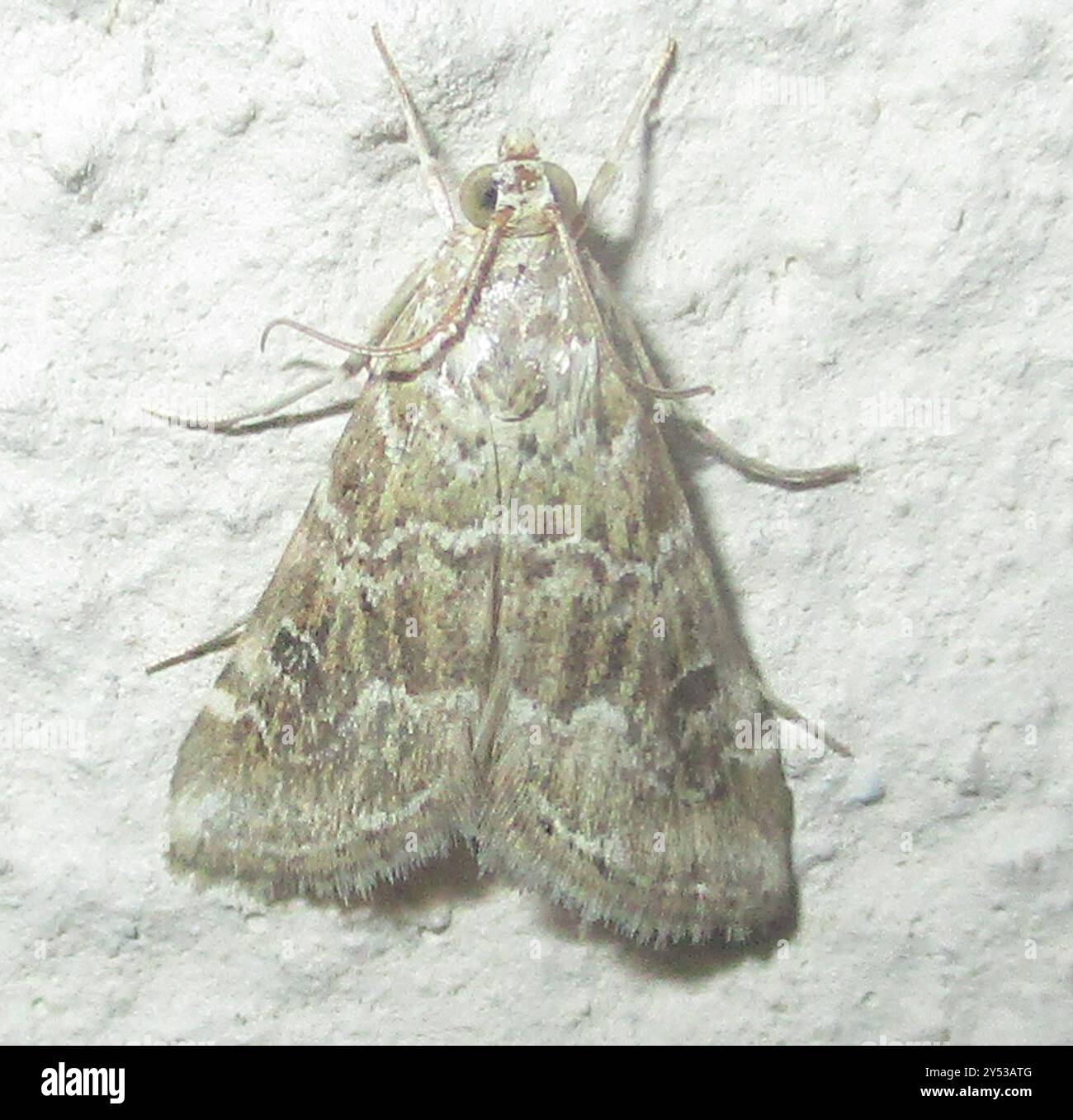 Old World Webworm (Hellula undalis) Insecta Stock Photo - Alamy