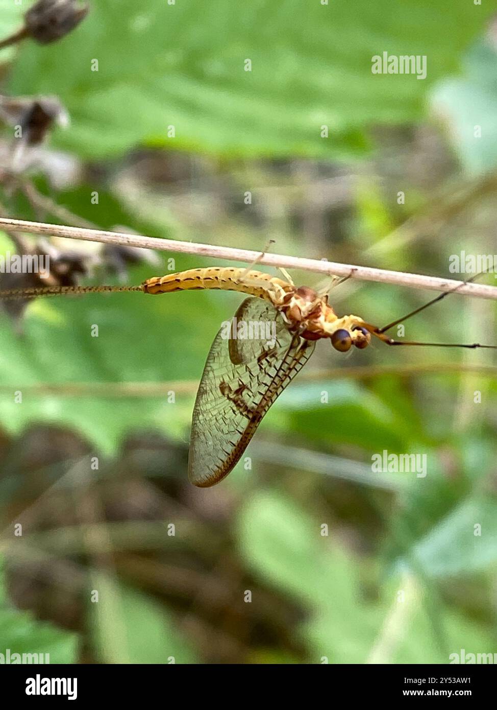 Four-lined Giant Mayfly (Ephemera glaucops) Insecta Stock Photo - Alamy