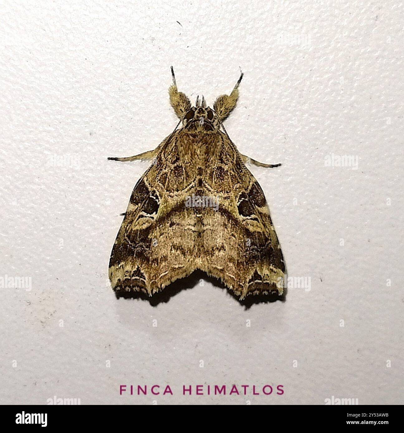 Fern Moths (Callopistria) Insecta Stock Photo - Alamy