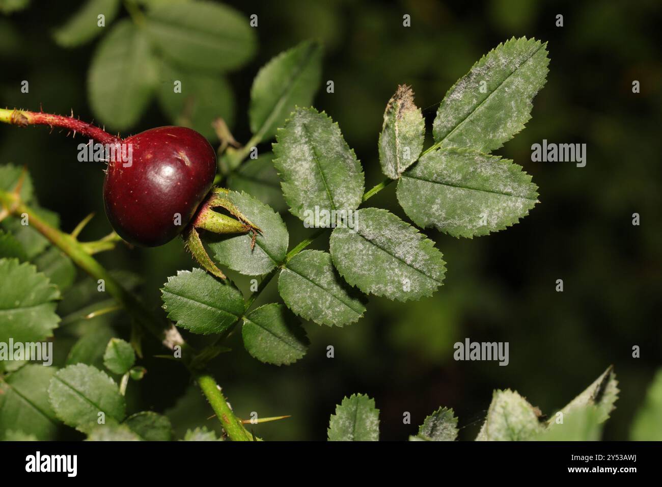 Rose Powdery Mildew (Podosphaera pannosa) Fungi Stock Photo - Alamy