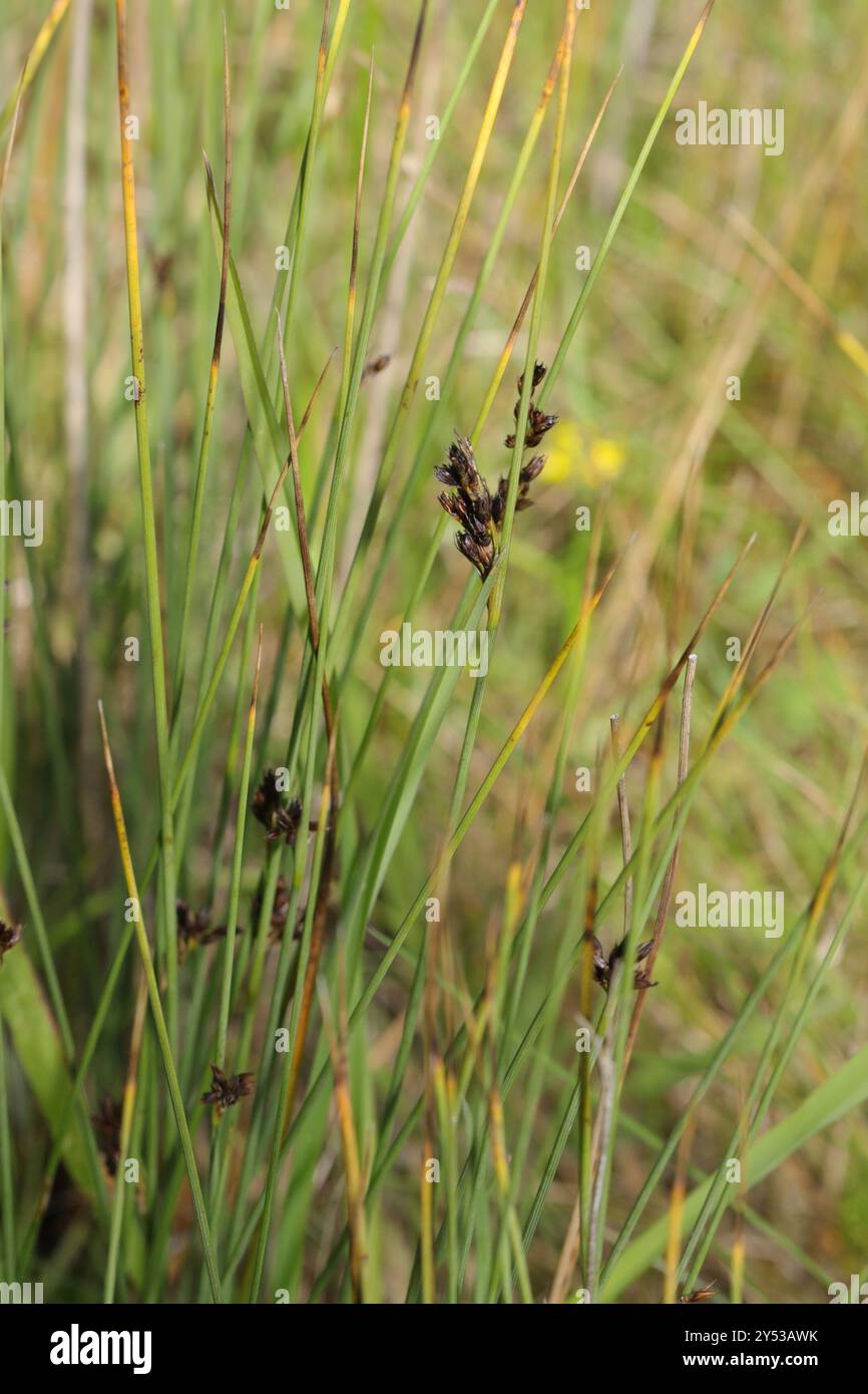 Hard Rush (Juncus inflexus) Plantae Stock Photo - Alamy