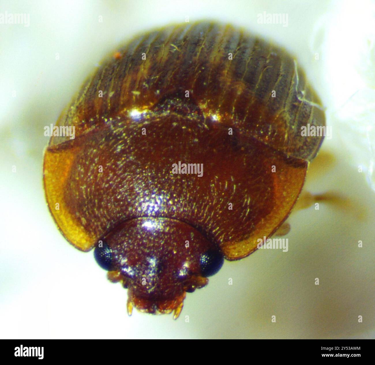 Strawberry Sap Beetle (Stelidota geminata) Insecta Stock Photo - Alamy