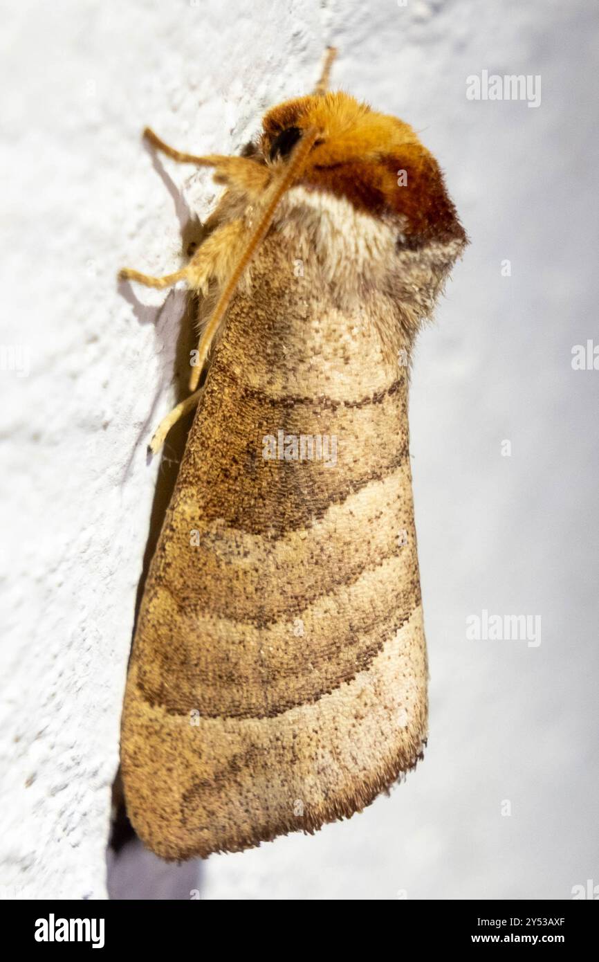 Walnut Caterpillar Moth (Datana integerrima) Insecta Stock Photo - Alamy