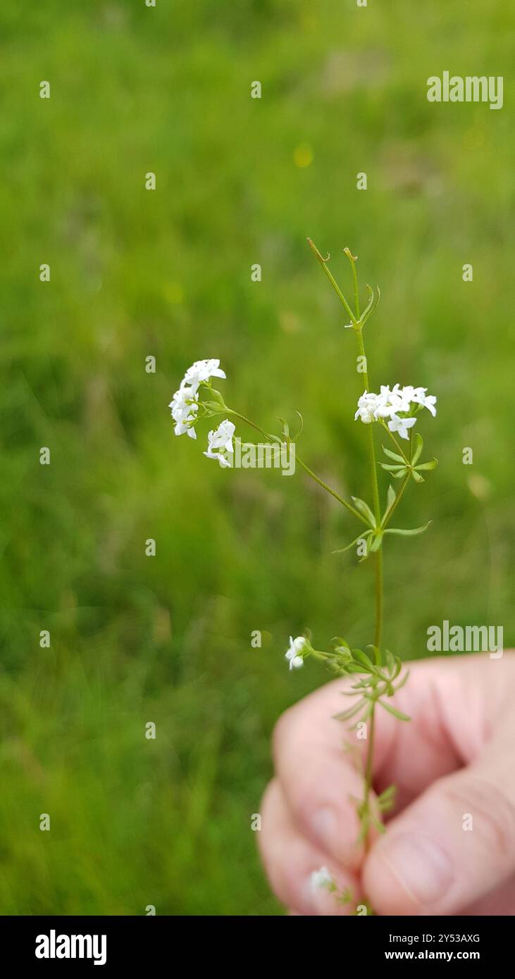 Common Marsh-bedstraw (Galium palustre) Plantae Stock Photo - Alamy