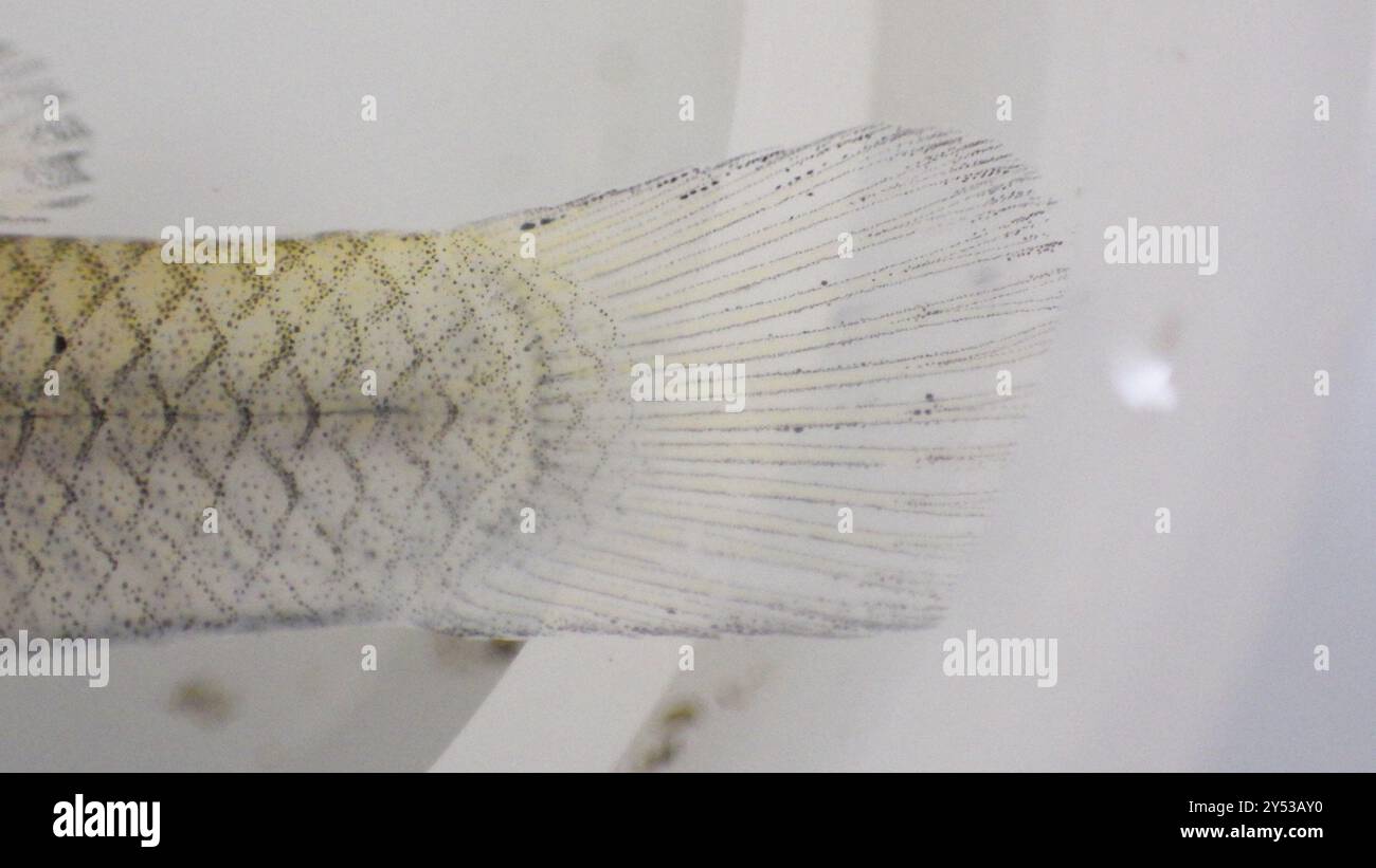 Western Mosquitofish (Gambusia affinis) Actinopterygii Stock Photo - Alamy