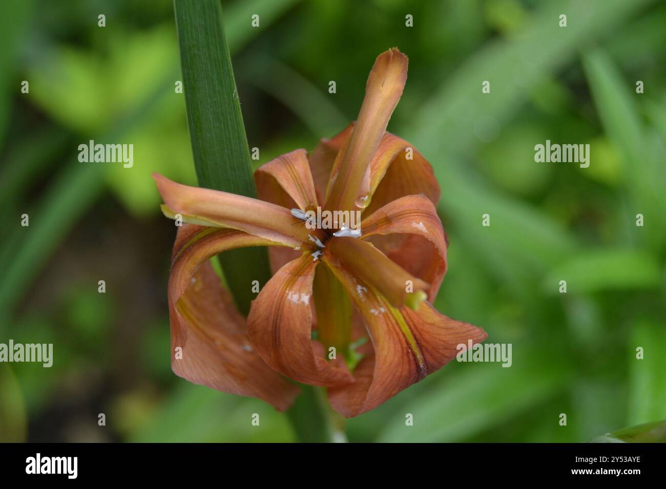 Copper Iris (Iris fulva) Plantae Stock Photo - Alamy