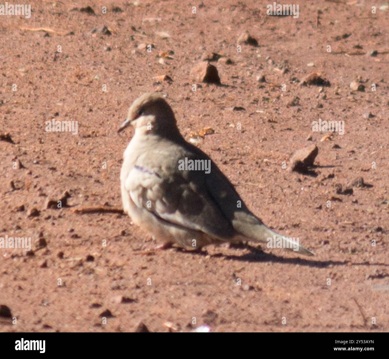 Picuí Ground Dove (Columbina picui) Aves Stock Photo - Alamy